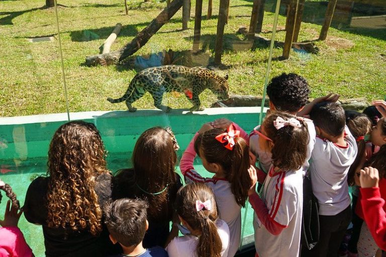 Onça-pintada é transferida para recinto no Zoobotânico
